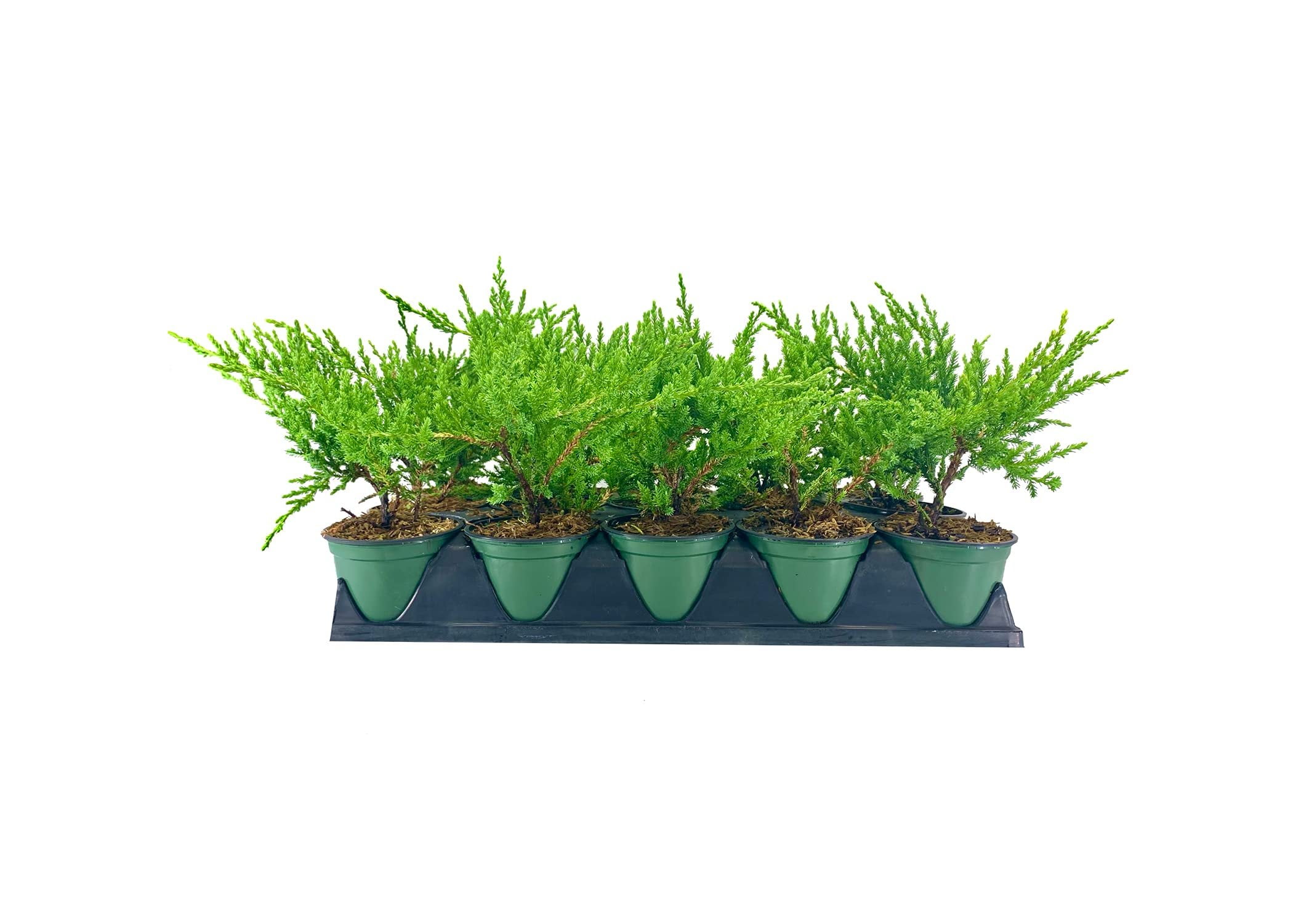 Green Sargent Juniper 3 Live 4 Inch Pots Juniperus Chinensis Drought ...