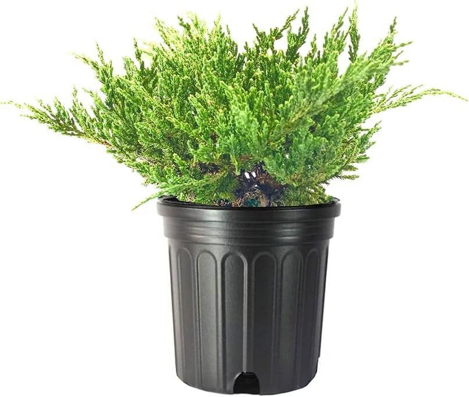 Green Sargent Juniper - 3 Live Gallon Size Plants - Juniperus Chinensis ...