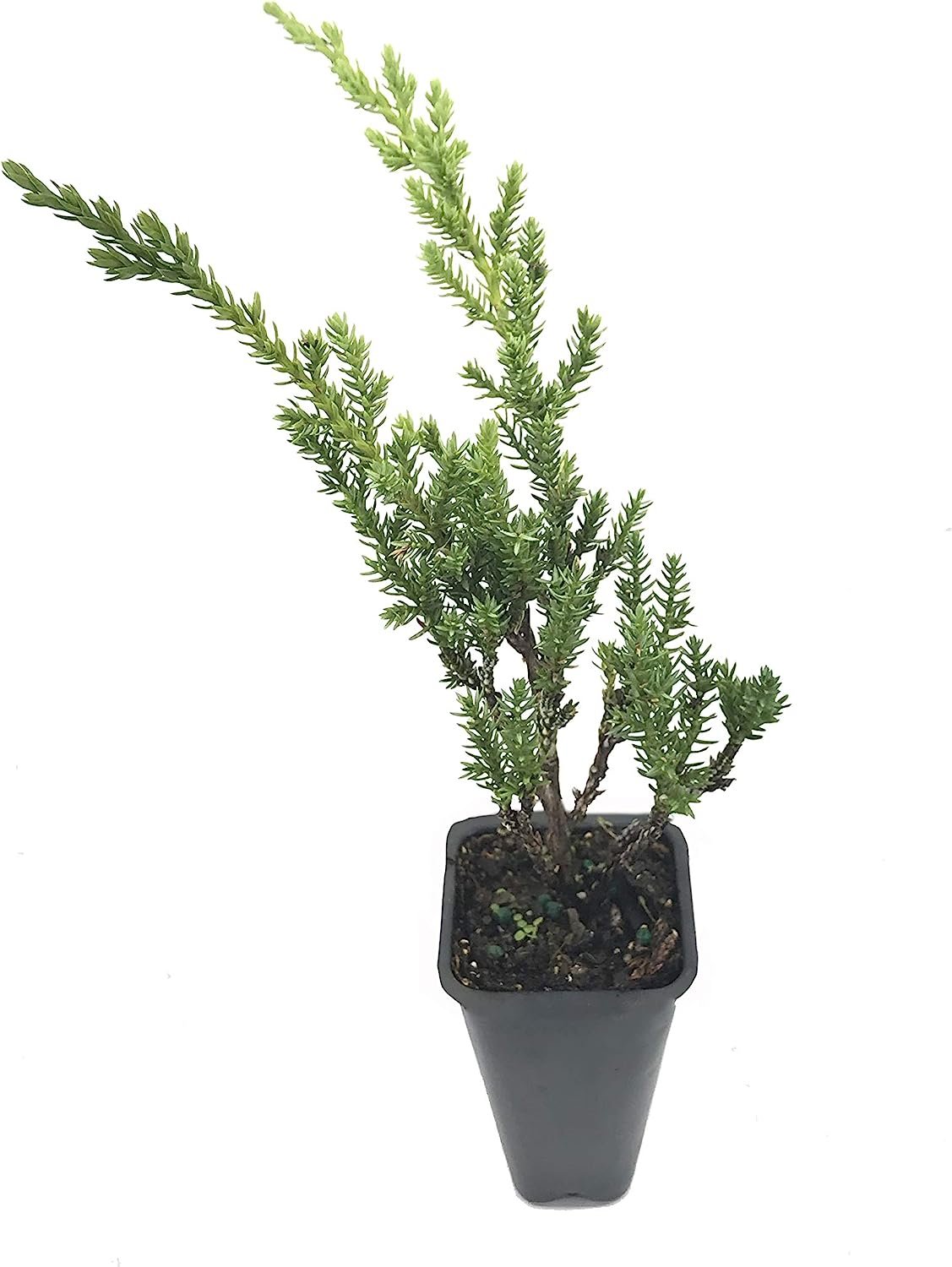Green Sargent Juniper - 3 Live Plants - Juniperus Chinensis - Drought ...