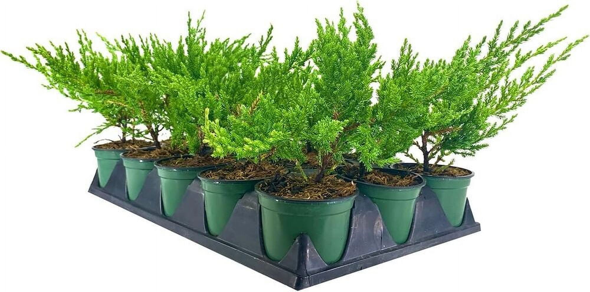 Green Sargent Juniper | Live 4 Inch Pots | Juniperus Chinensis ...