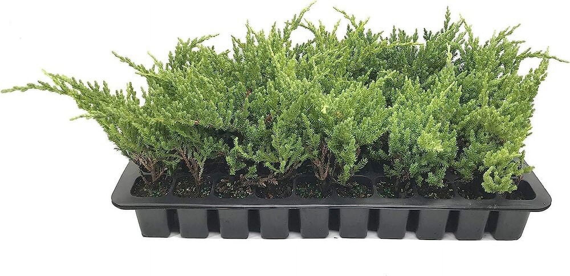 Green Sargent Juniper - Live Plants - Juniperus Chinensis - Drought ...