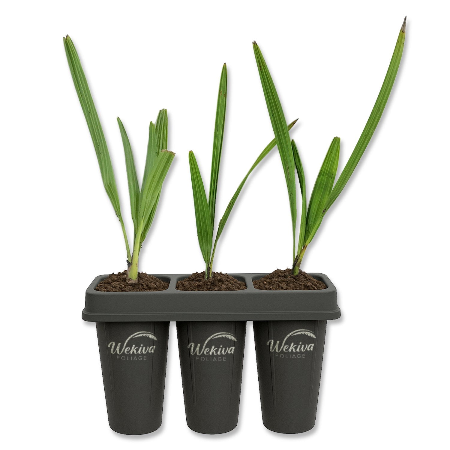 Green Saw Palmetto - 3 Live Starter Plants - Serenoa Repens Green ...