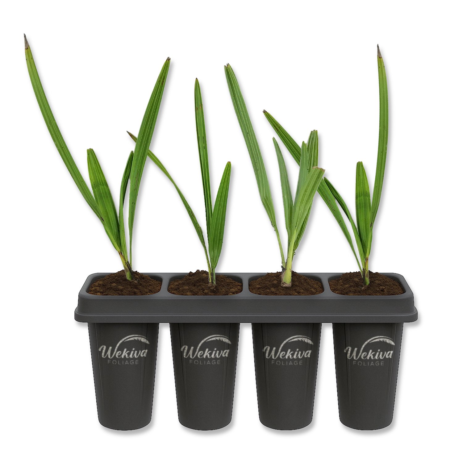 Green Saw Palmetto - 4 Live Starter Plants - Serenoa Repens Green ...