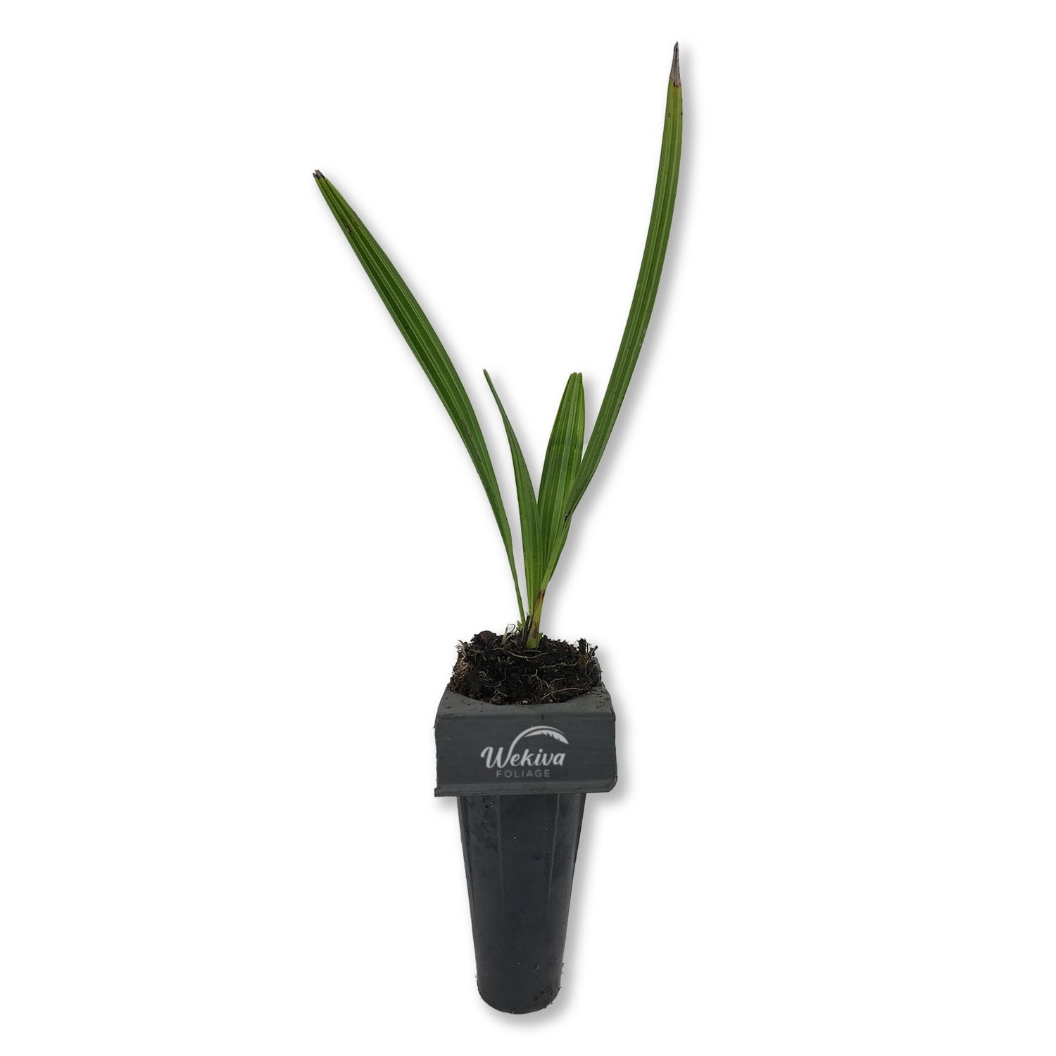 Green Saw Palmetto - Live Starter Plant in a 2 Inch Pot - Serenoa ...