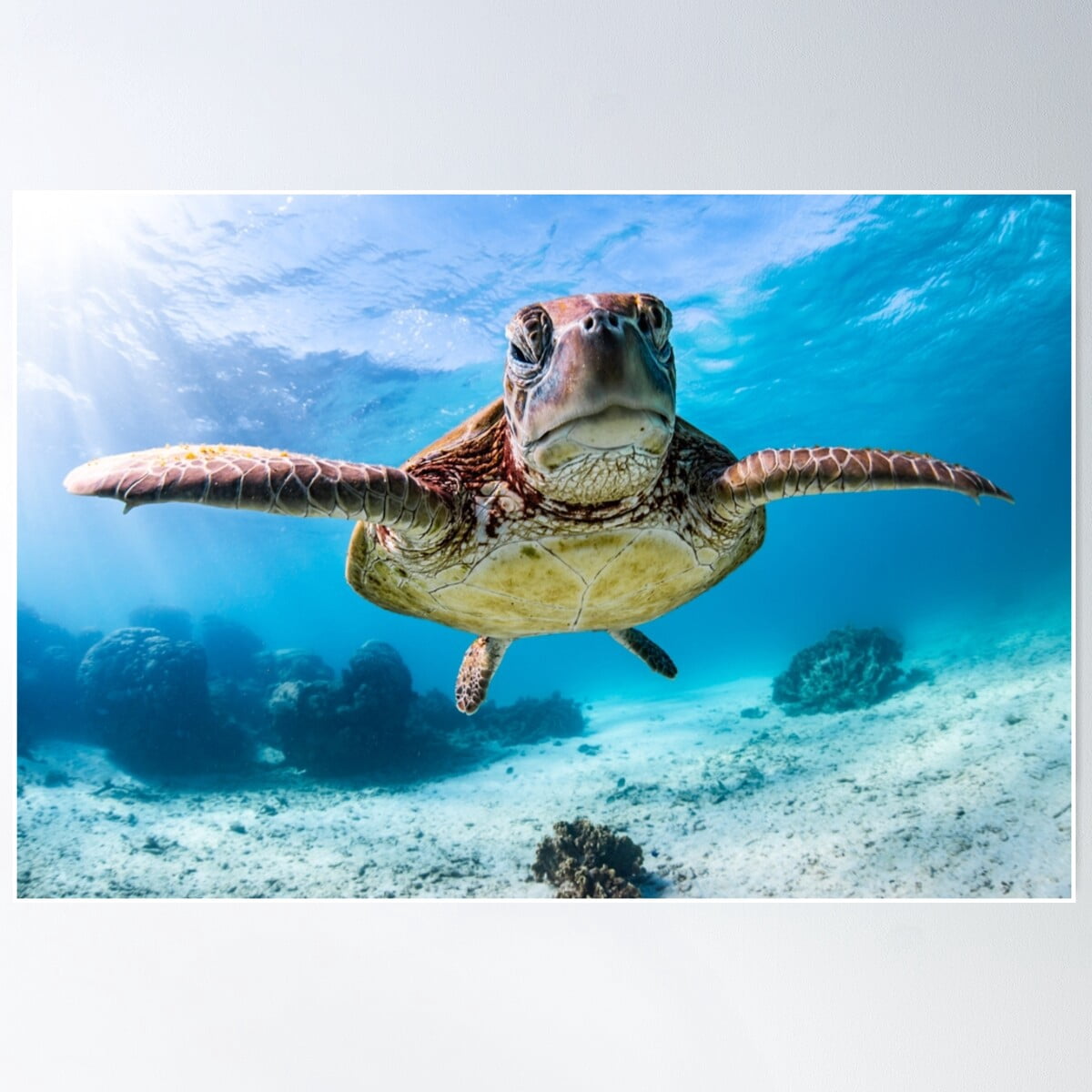 Green Sea Turtle Poster, 12x18 UNFRAMED - Walmart.com