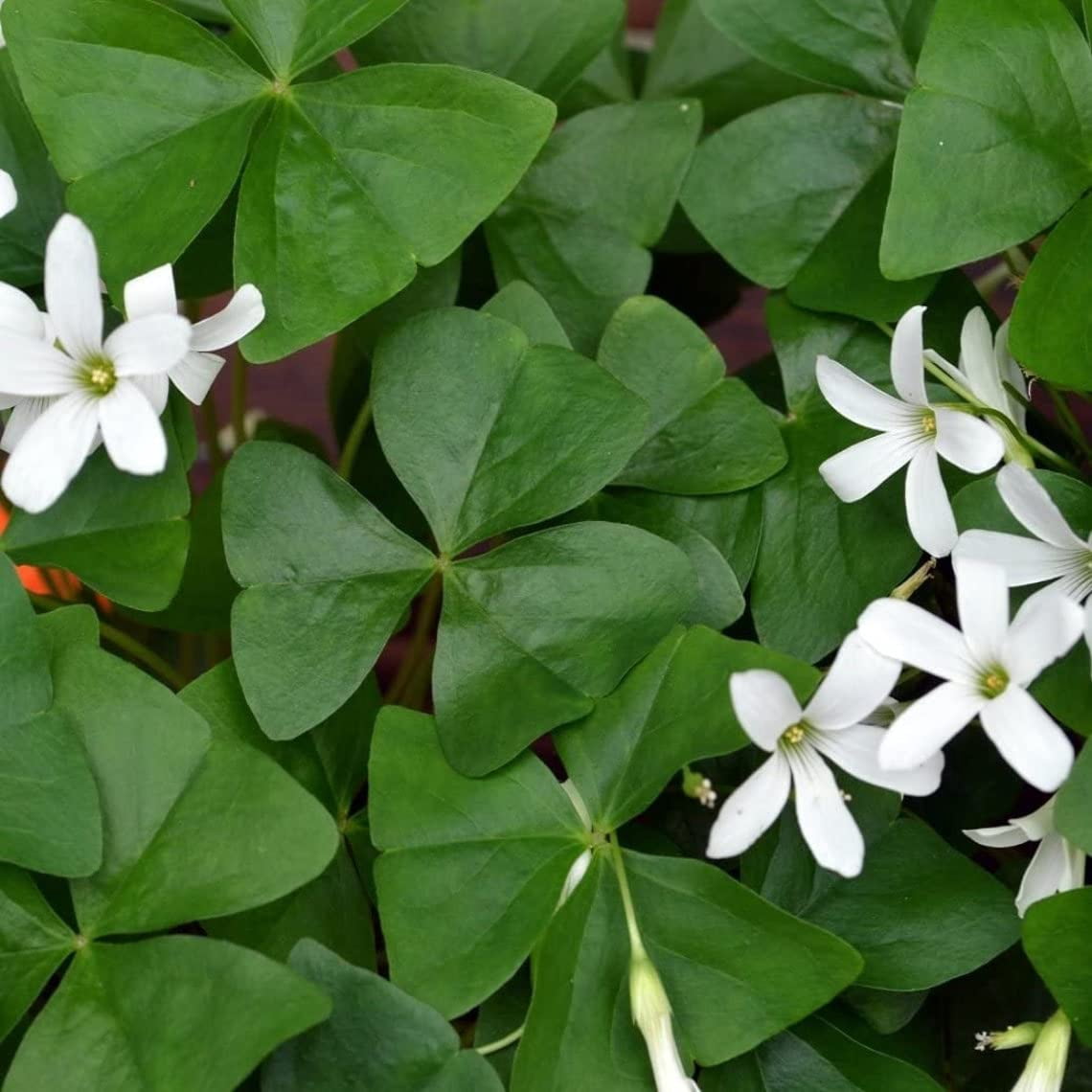 CZ Grain, Green Shamrock Bulbs, Oxalis Regnelli, Fast Growing, Year ...