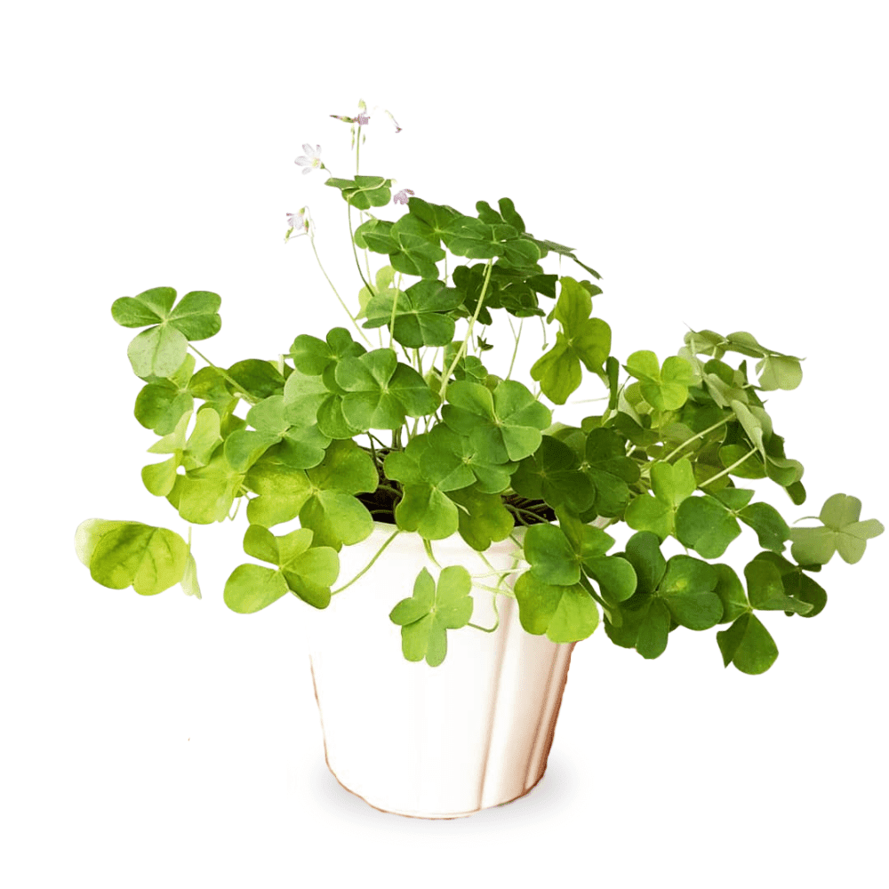 Green Shamrock Live Plant in 4 Inches Pot, 4 - 7 Inches Tall, Shamrock ...