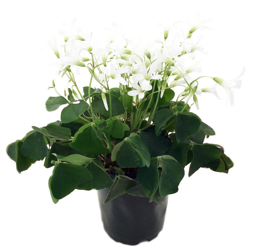 menards shamrock plants - Walmart Business
