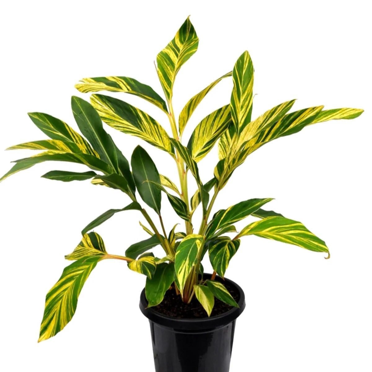 Green Shell Ginger - 1 Live Starter Plant - Alpinia Zerumbet - Bold ...