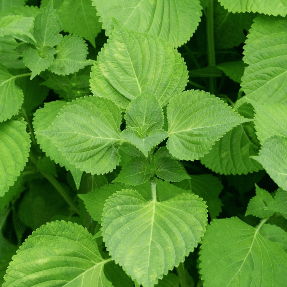 Green Shiso Plant Perilla Frutescens Ornamental Herb Plant 4 to 8 Inch ...
