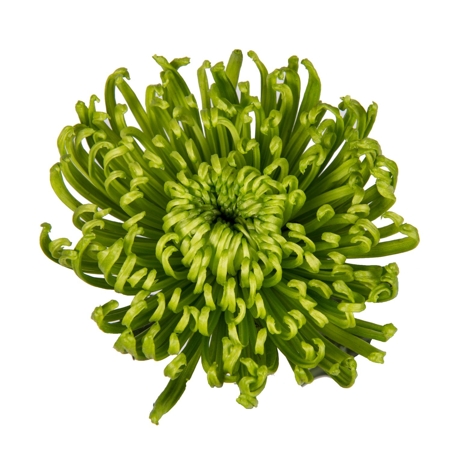 Green Spider Mums - Farm Direct Fresh Cut Flowers - 50 Stems - Walmart.com