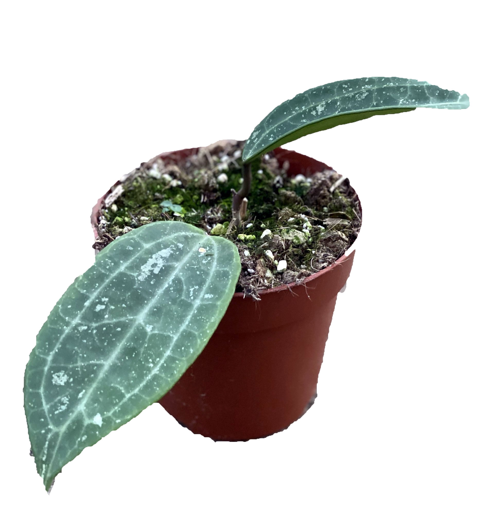 Green Splash Wax Plant - Hoya macrophylla 'splash' - Collector's Series ...