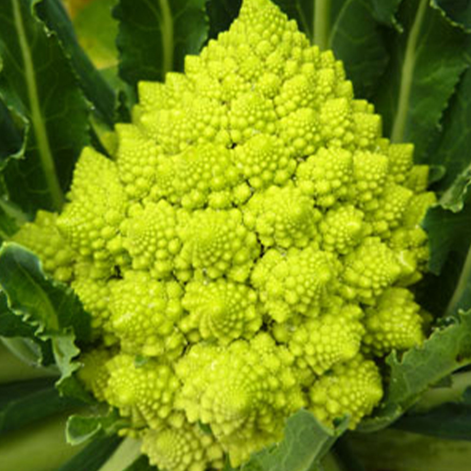 Green Sprouting Calabrese Broccoli Seeds - 1 g ~250-350 Seeds - Non-GMO ...
