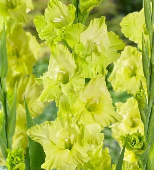 Green Star Gladiolus Flower Bulbs - 10 Bulbs - Walmart.com
