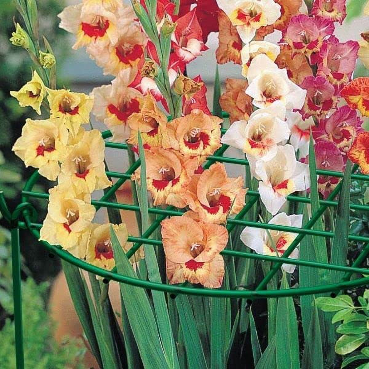 Green Thumb 14" x 20" Grow Through Peony Plant Support Rings - 12 Pack ...