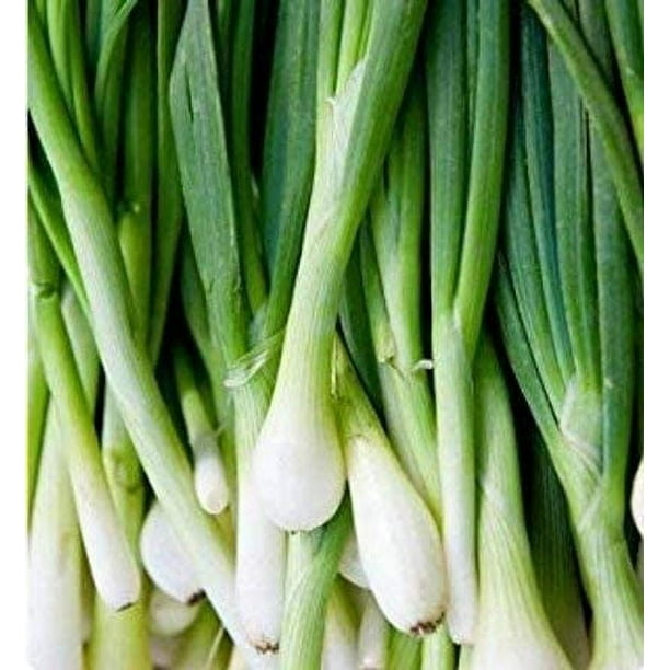 Green Tokyo Bunching Onion Seeds | 150+ Seed | Grow Your Own Food ...