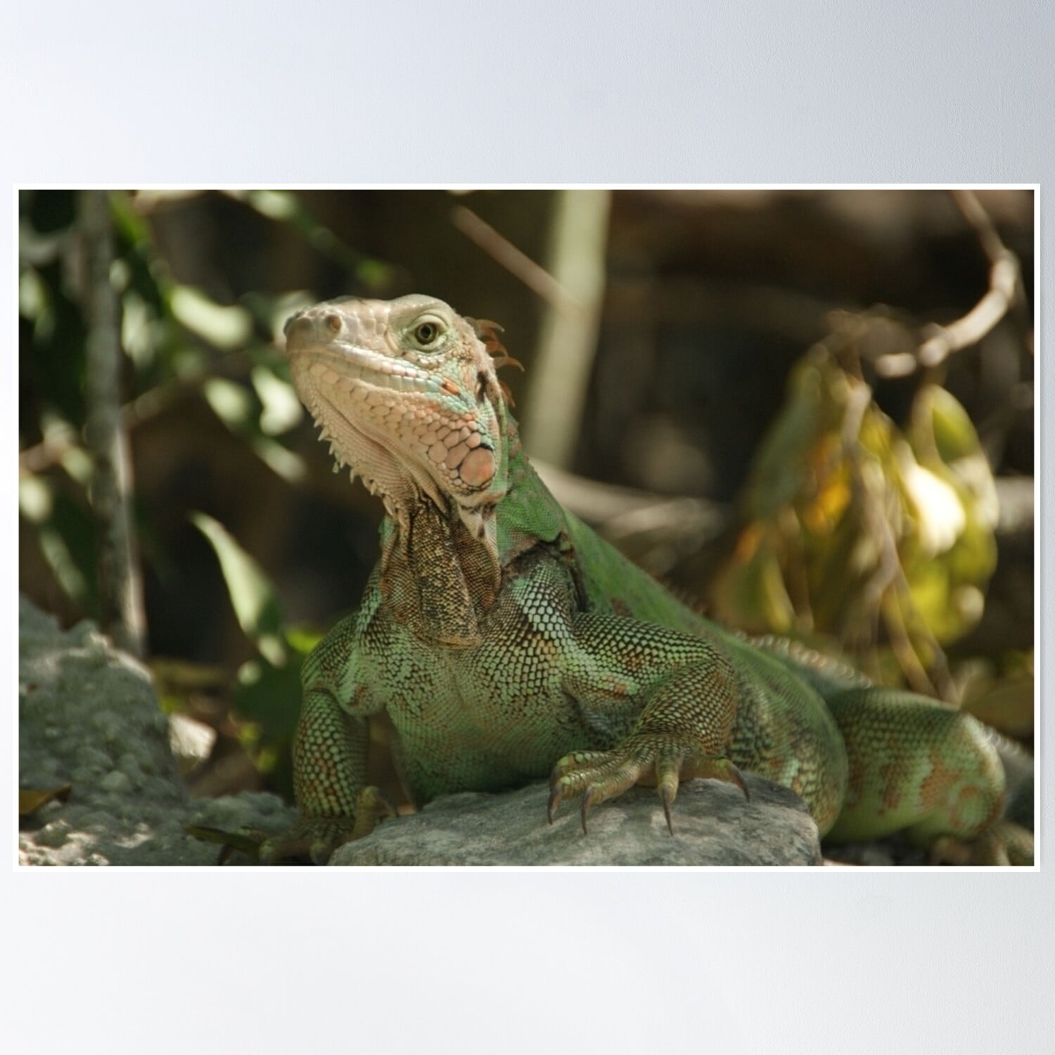 Green Tropical Iguana Poster Wall Art, Modern Wall Decor, 24x36 ...