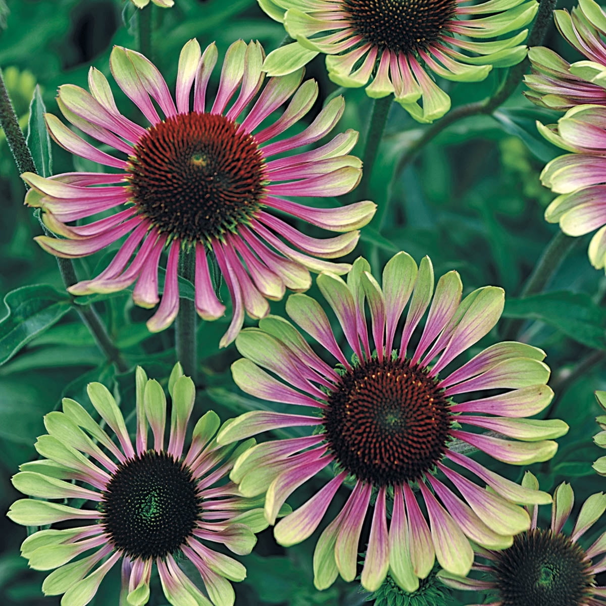 Green Twister Coneflower Potted Flowering Perennial Plant, in a 2.50 Qt ...