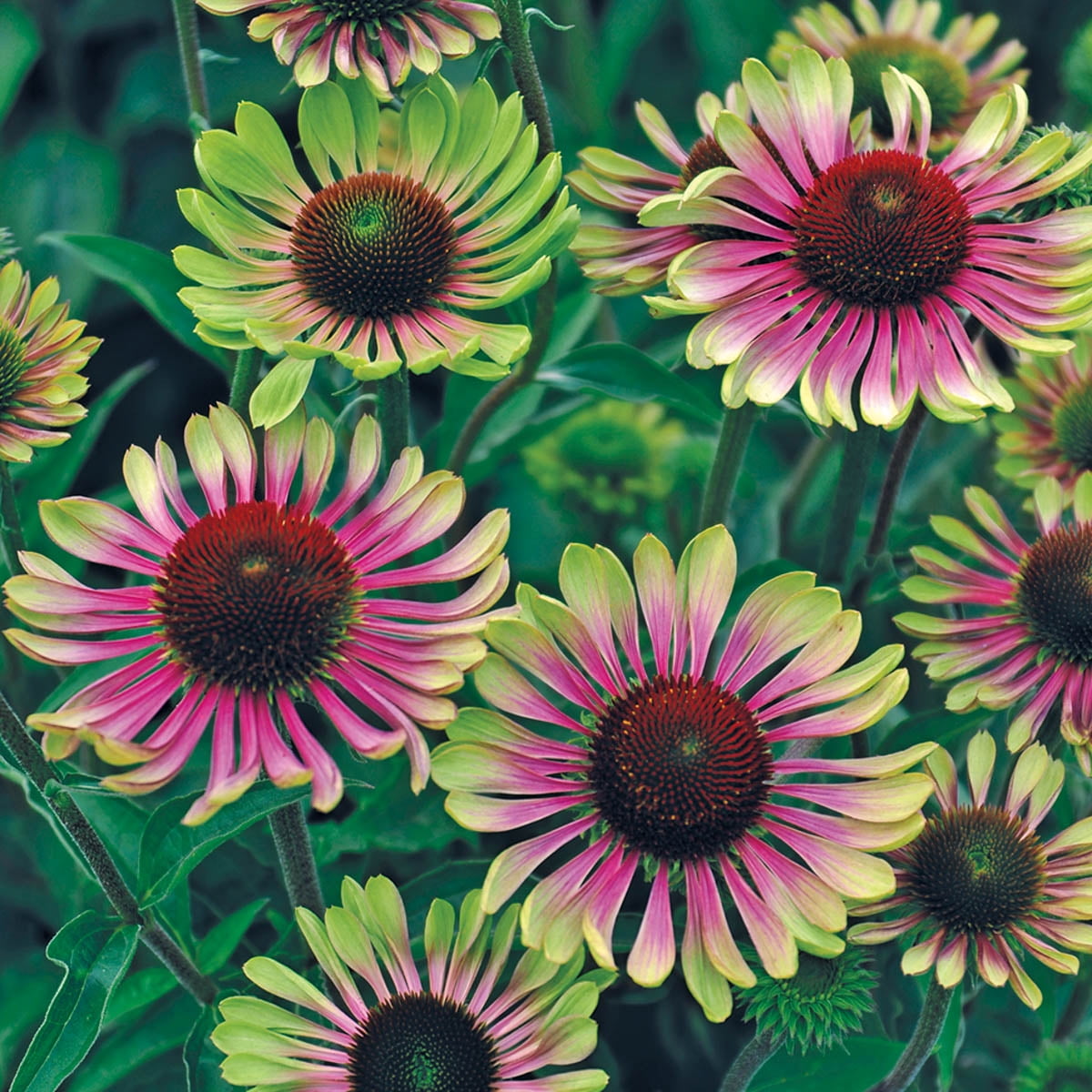 Green Twister Mutli-Color Flowering Coneflower Echinacea Dormant Bare ...