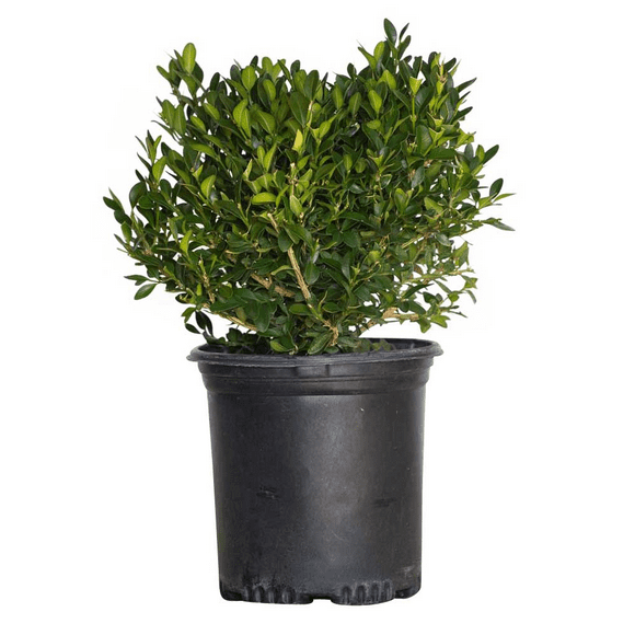Green Mountain Boxwood Shrub