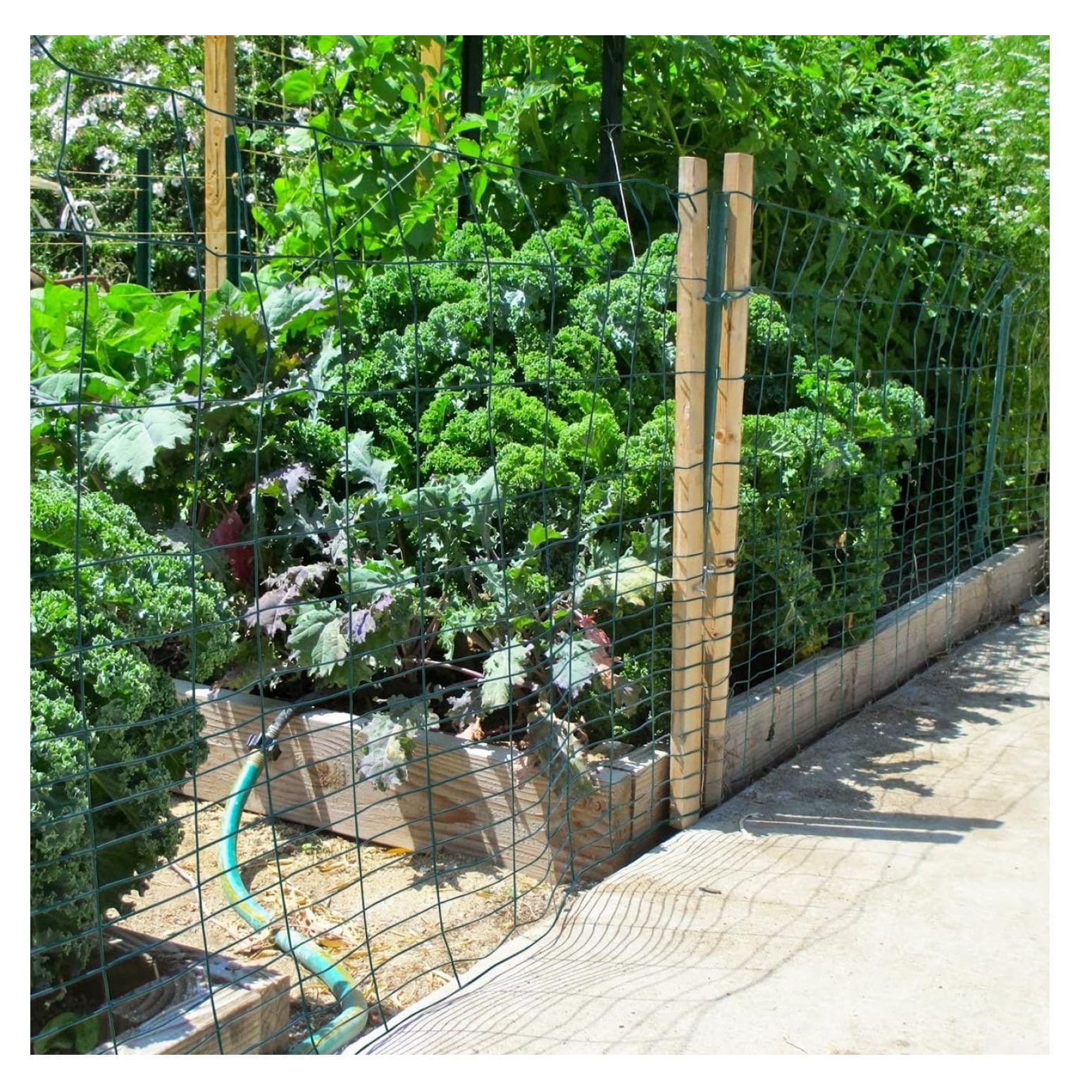 Green Vinyl Coated 16 Gauge Rabbit Guard Fence, Poultry Outdoor Fencing ...