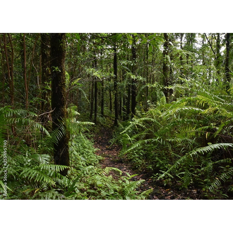 Green Virgin Coniferous Forest Photography Backdrops Props Moss ...