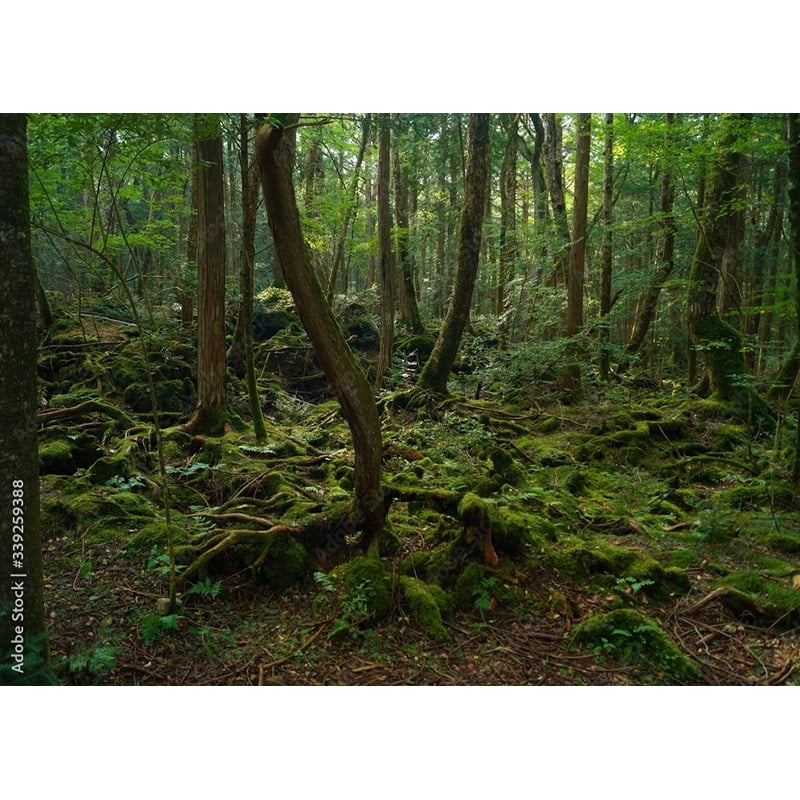 Green Virgin Coniferous Forest Photography Backdrops Props Moss ...