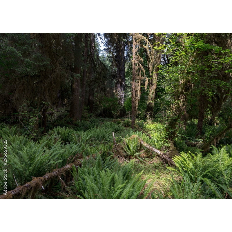 Green Virgin Coniferous Forest Photography Backdrops Props Moss ...