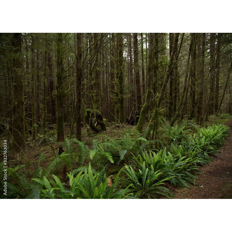 Green Virgin Coniferous Forest Photography Backdrops Props Moss ...