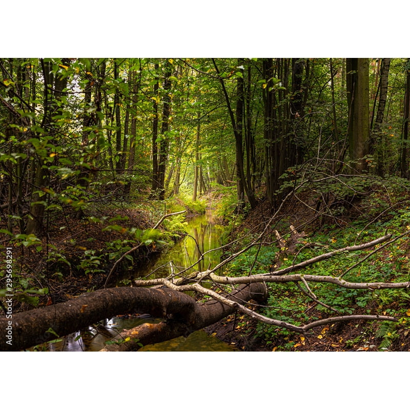 Green Virgin Coniferous Forest Photography Backdrops Props Moss ...