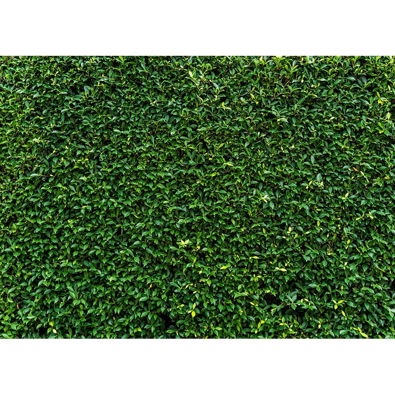 Green Virgin Coniferous Forest Photography Backdrops Props Moss ...