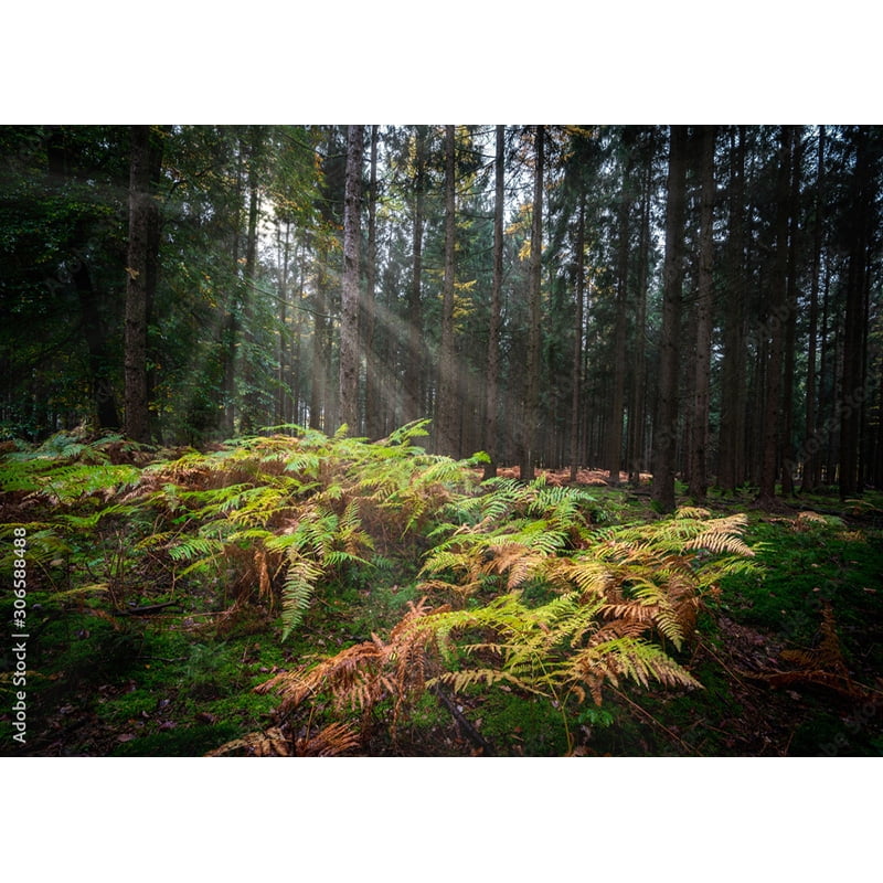 Green Virgin Coniferous Forest Photography Backdrops Props Moss ...