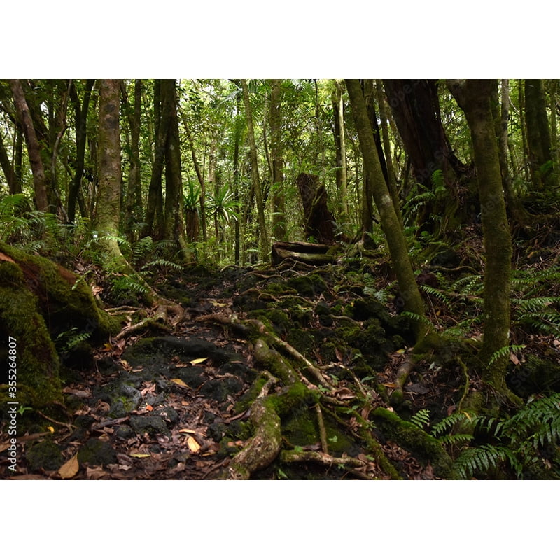 Green Virgin Coniferous Forest Photography Backdrops Props Moss ...