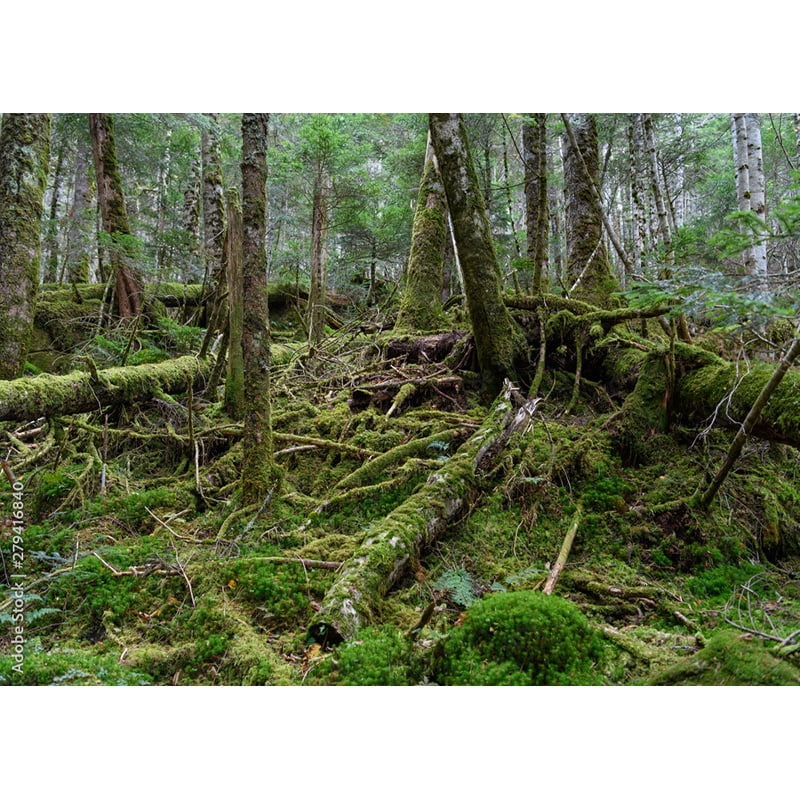 Green Virgin Coniferous Forest Photography Backdrops Props Moss ...