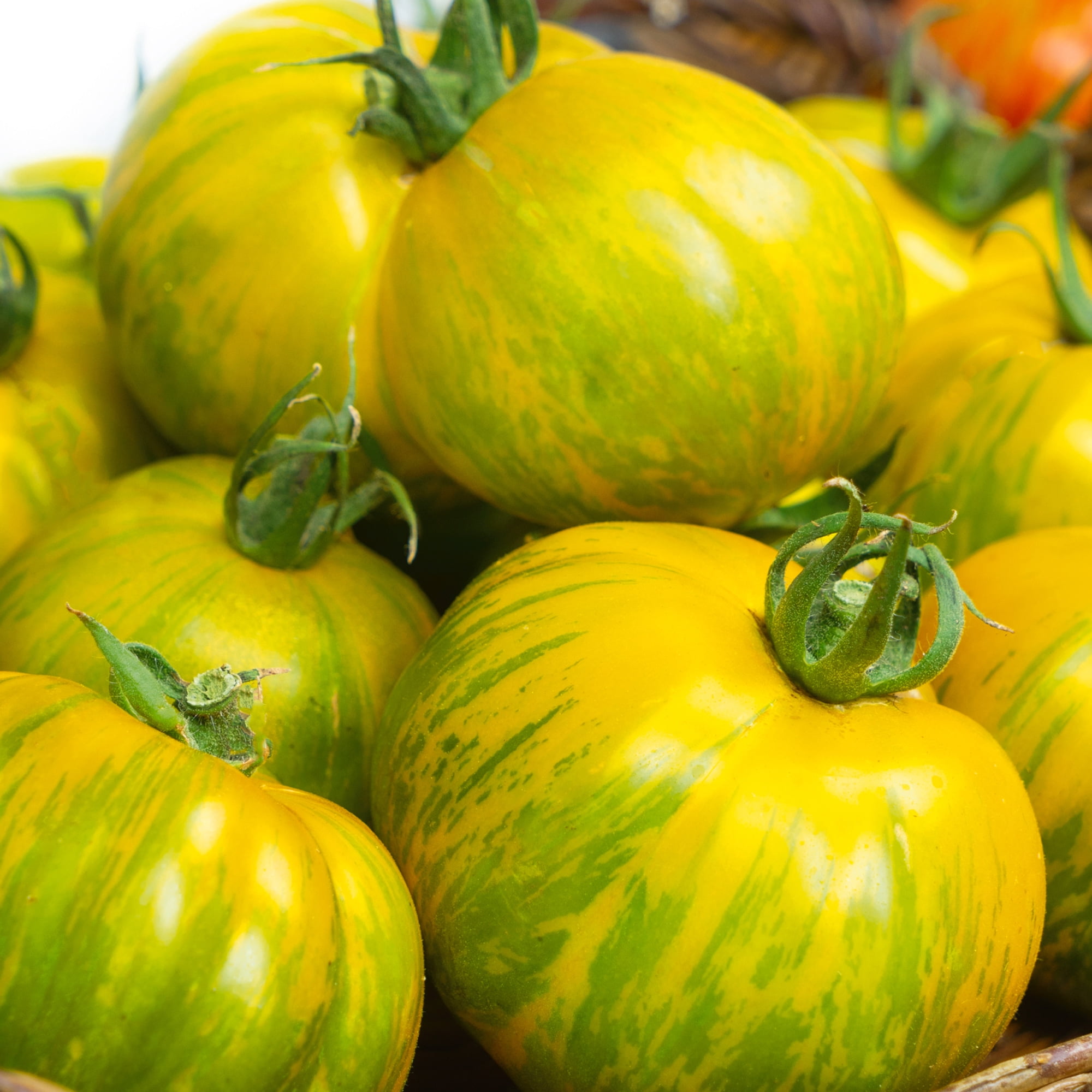 Green Zebra Giant Tomato Seeds - 300 Mg Packet ~65 Seeds - Non-GMO ...