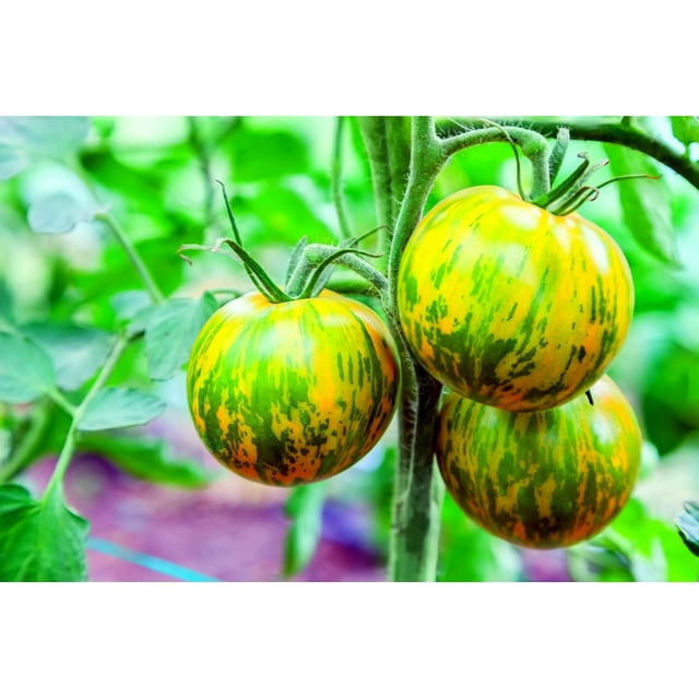 Green Zebra Tomato Seeds - 100+ Seeds, Made in USA - Grow Stunning ...