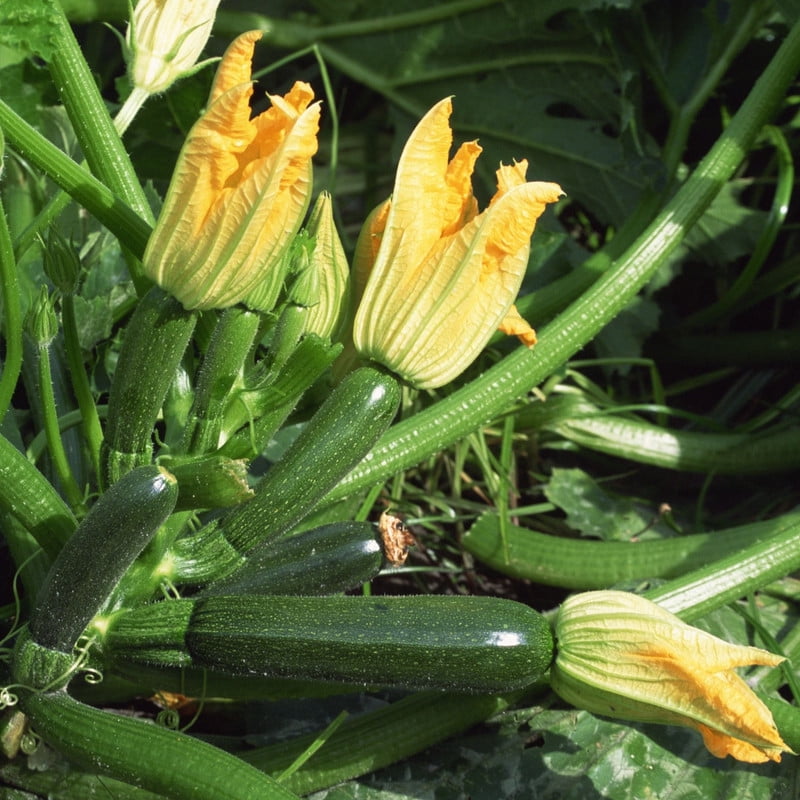 Green Zucchini Plant, Summer Squash Plants in 4 Inch Pot, 2 Starter ...