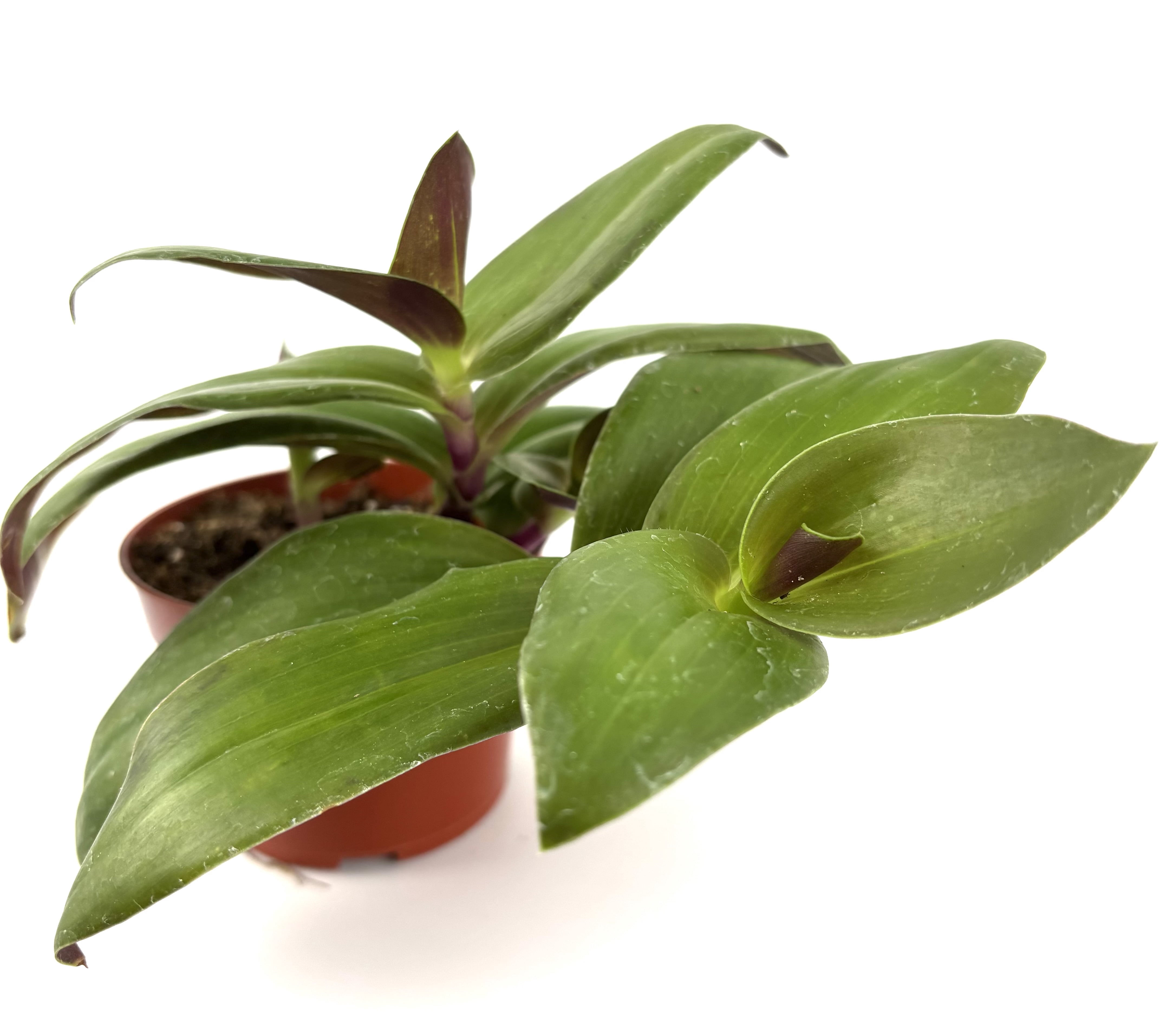 Green and Purple Tradescantia Green Nanouk Live Plants in 4in Pot ...