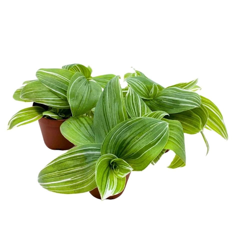 Green and White Wandering Dude 2 inch Set of 3 Tradescantia albiflora ...