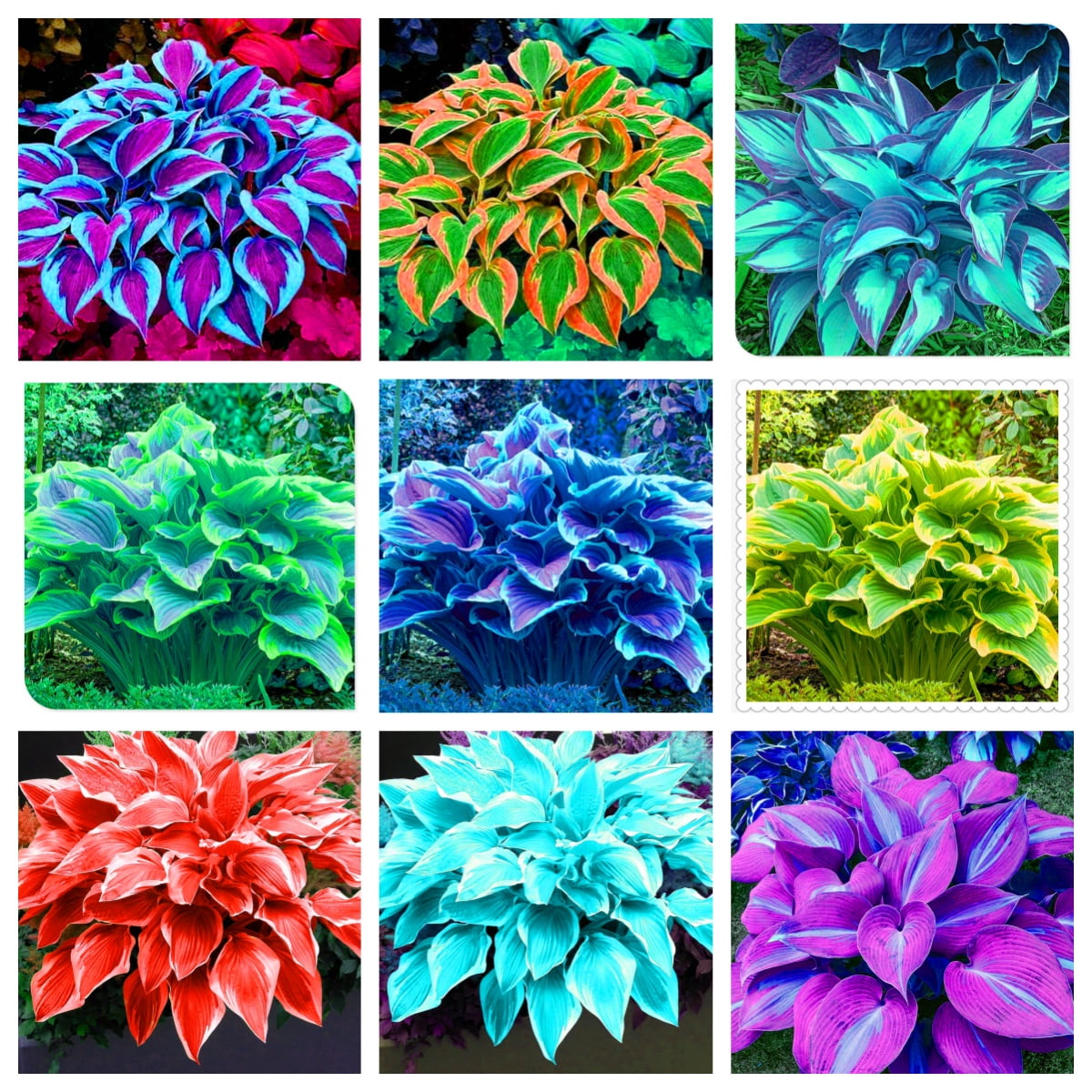 Green foliage plants - Hosta - beautify the environment - the first ...