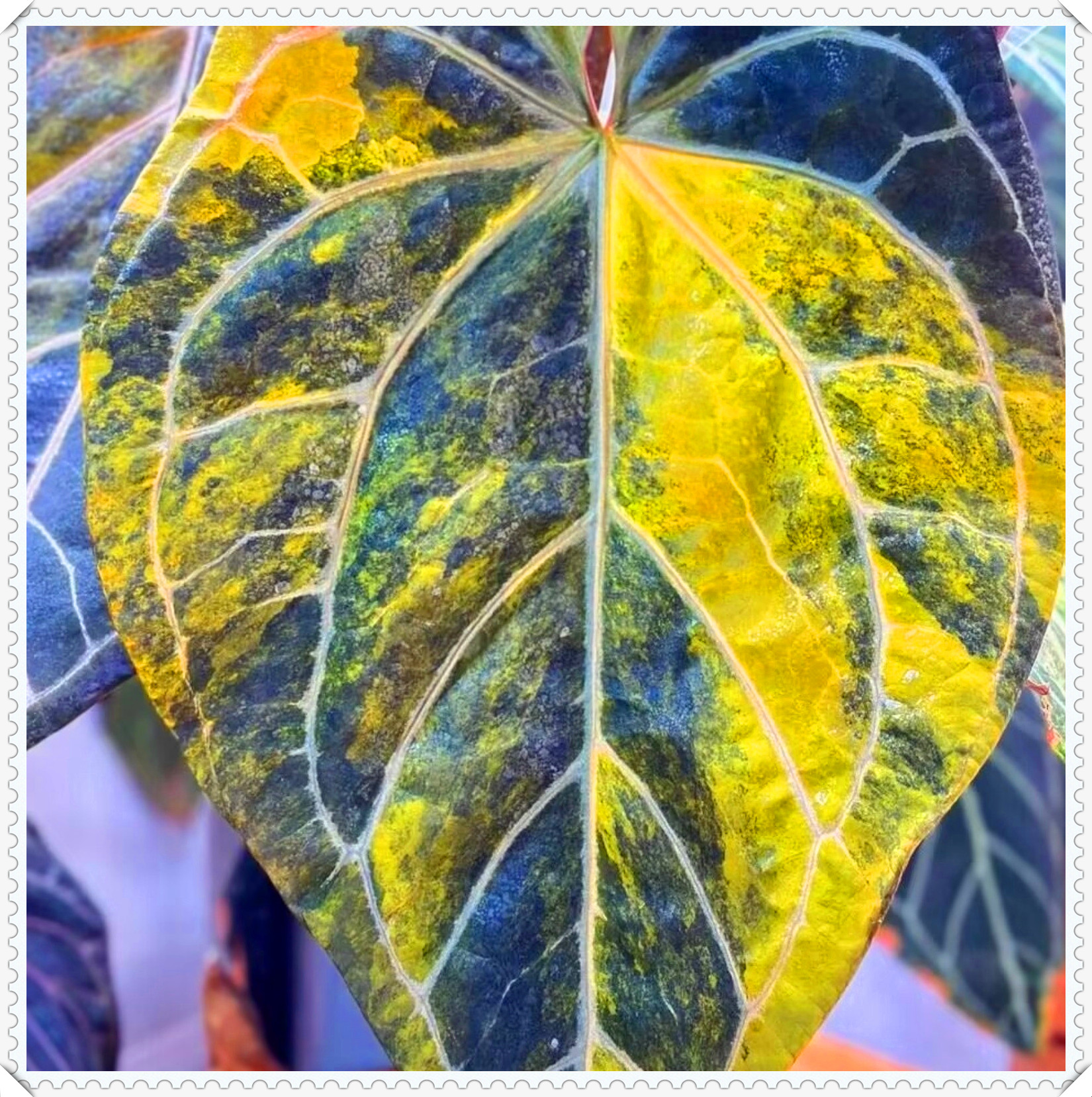 Green leaf elephant ear large leaf combination, the first choice for ...