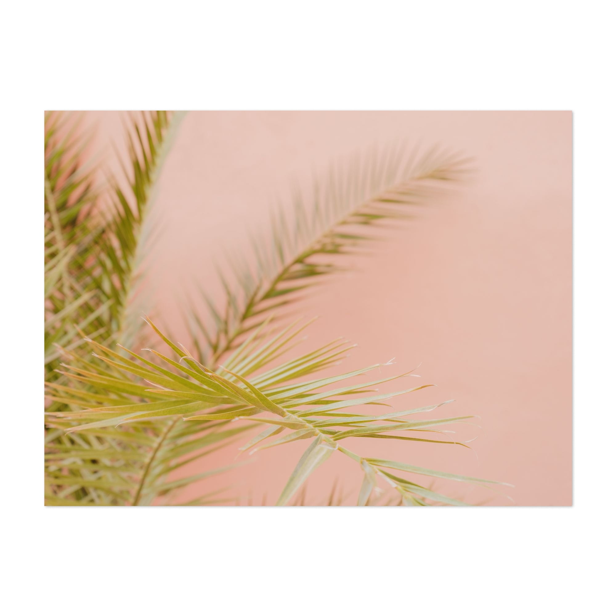 Green leaves and pink wall in Marrakesh - Marrakesh Marrakesh-Safi ...