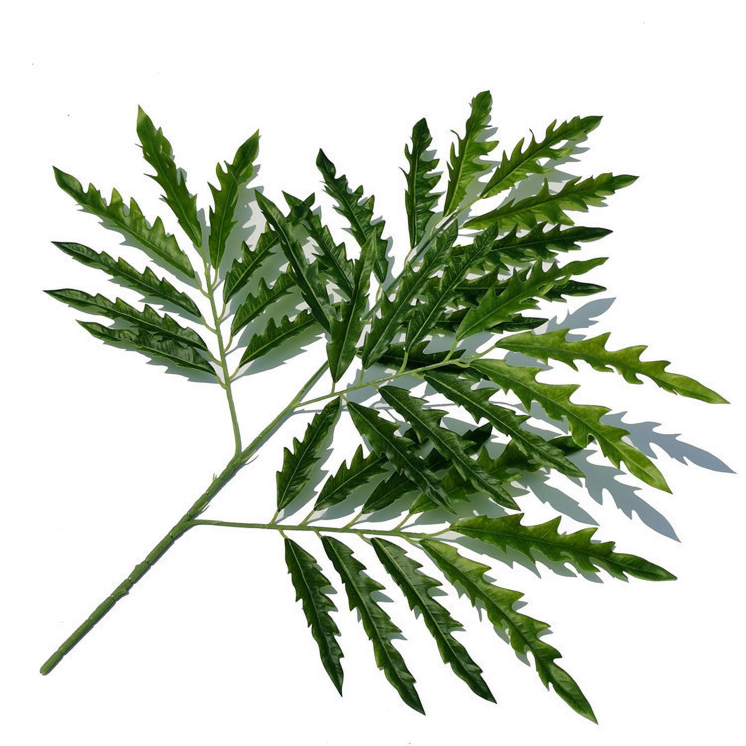 Green plant Big Tree plane branch Orange Leaf Maple Leaf French Banyan ...
