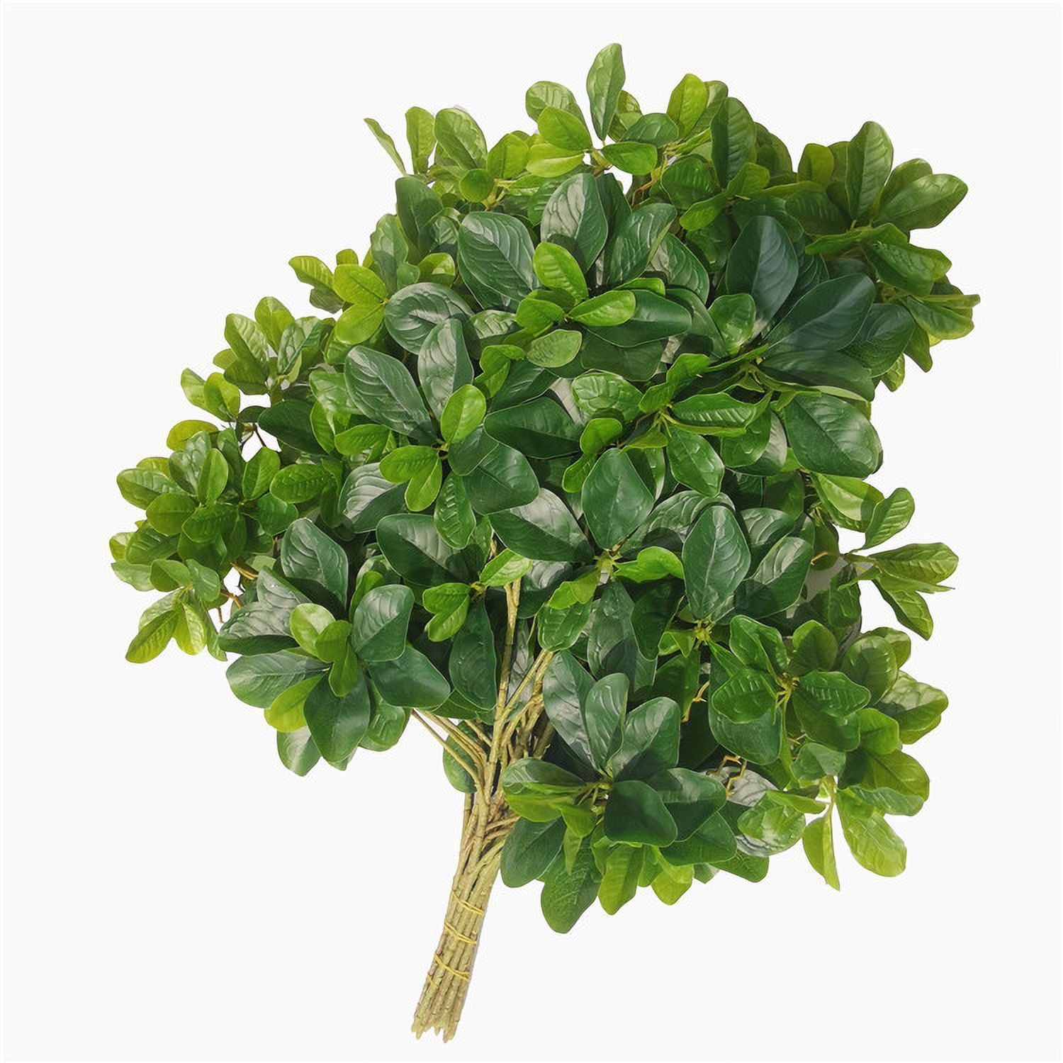 Green plant Big Tree plane branch Orange Leaf Maple Leaf French Banyan ...