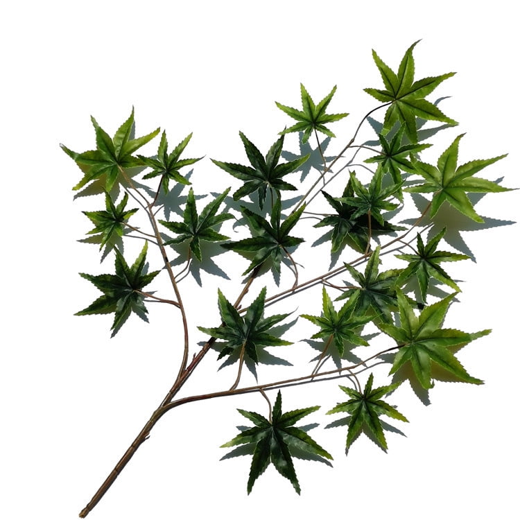Green plant Big Tree plane branch Orange Leaf Maple Leaf French Banyan ...