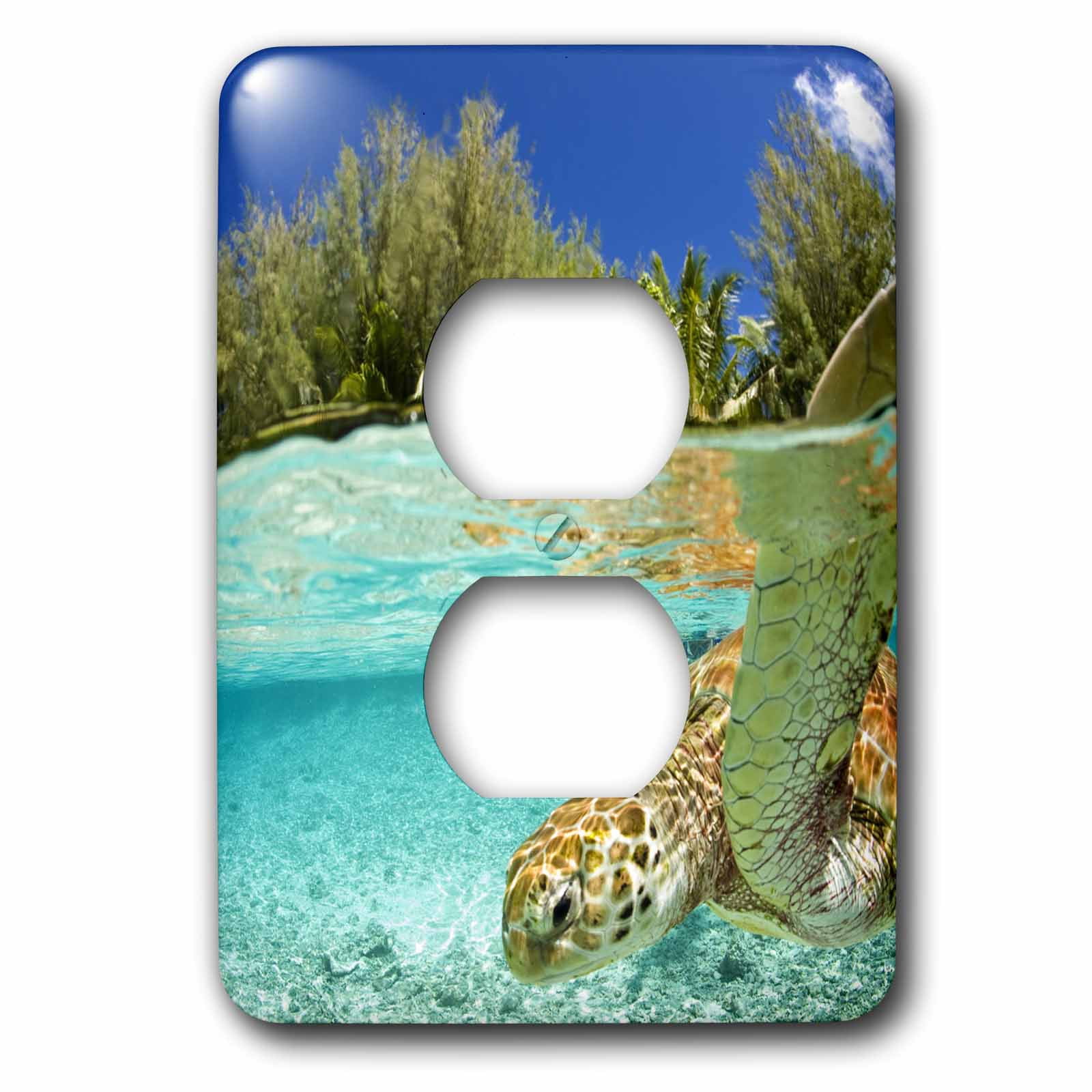 3dRose, Green sea turtle, Bora Bora, French Polynesia - OC13 MWT0255 ...