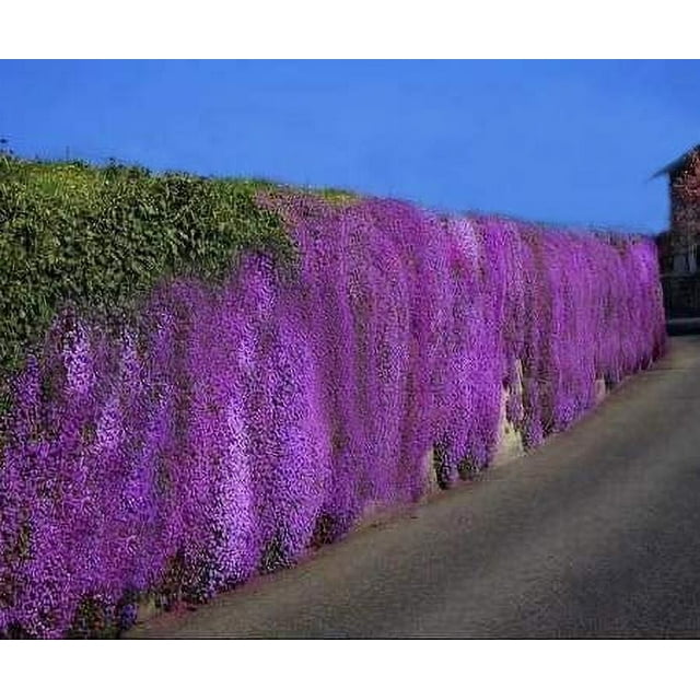 GreenCreator 200 Aubrieta Seeds Cascade Purple Flower Seeds, Perennial ...