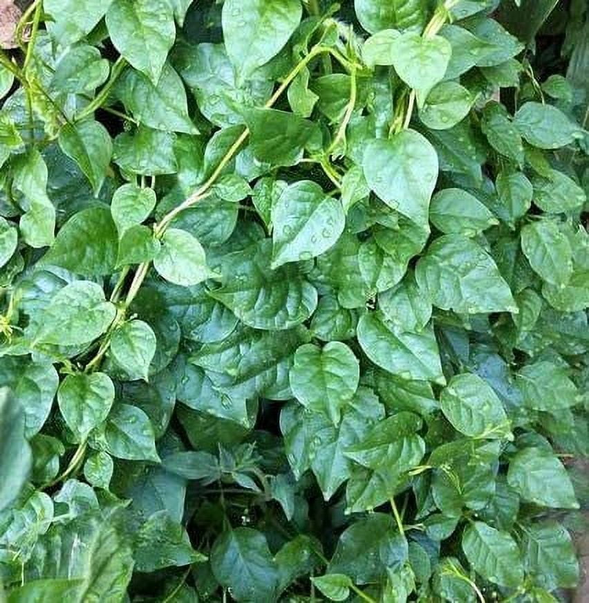 GreenCreator Malabar Spinach Seeds - 100 Seeds Fast Growing Vine to ...