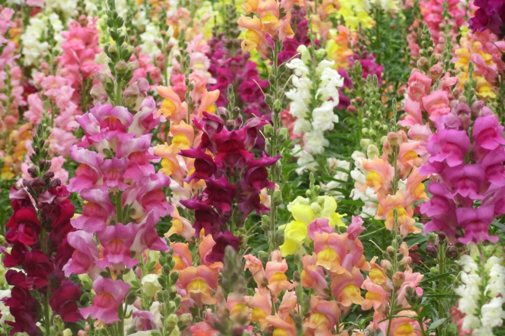 GreenCreator Mixed Snapdragon Dwarf 100 Seeds Pollinator Annual Flowers ...