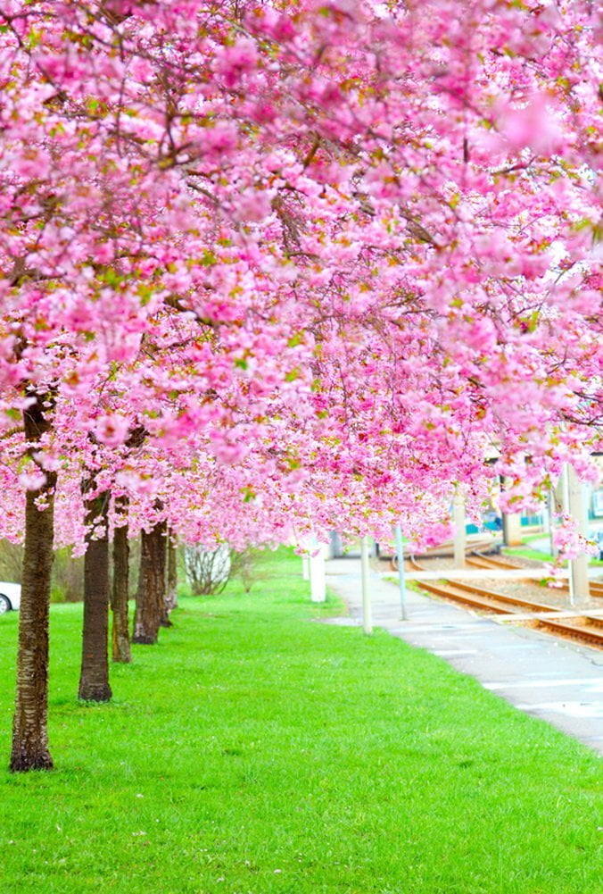GreenDecor 5x7ft Pink Peach Blossoms Lawn Spring Valentine's Day ...
